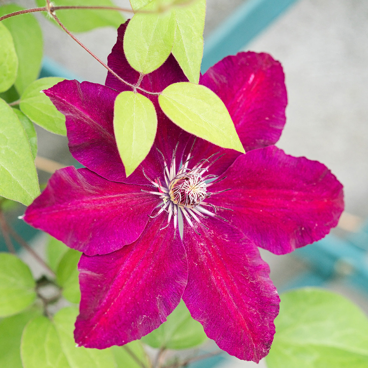Rebecca™ Clematis | Reblooming Red Flowering Vine