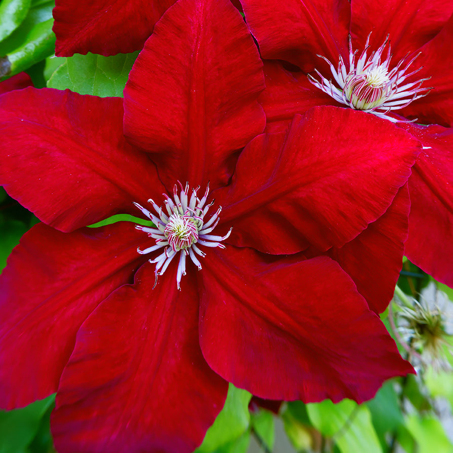 Rebecca™ Clematis | Reblooming Red Flowering Vine