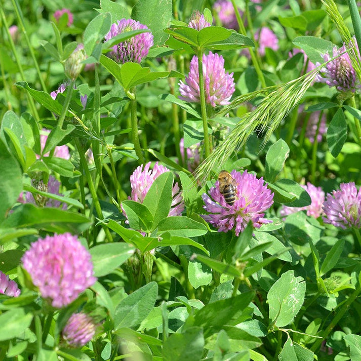 Medium Red Clover Seeds, Trifolium pratense | American Meadows