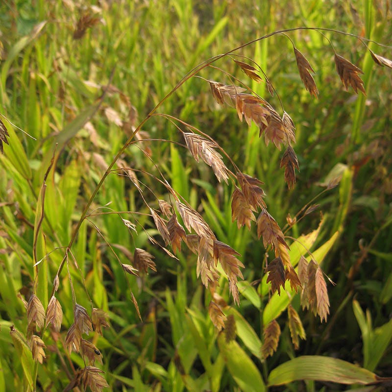 Northern Sea Oats, Chasmanthium | American Meadows