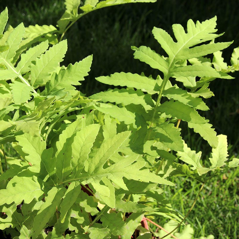 Sensitive Fern, Onoclea sensibilis | American Meadows