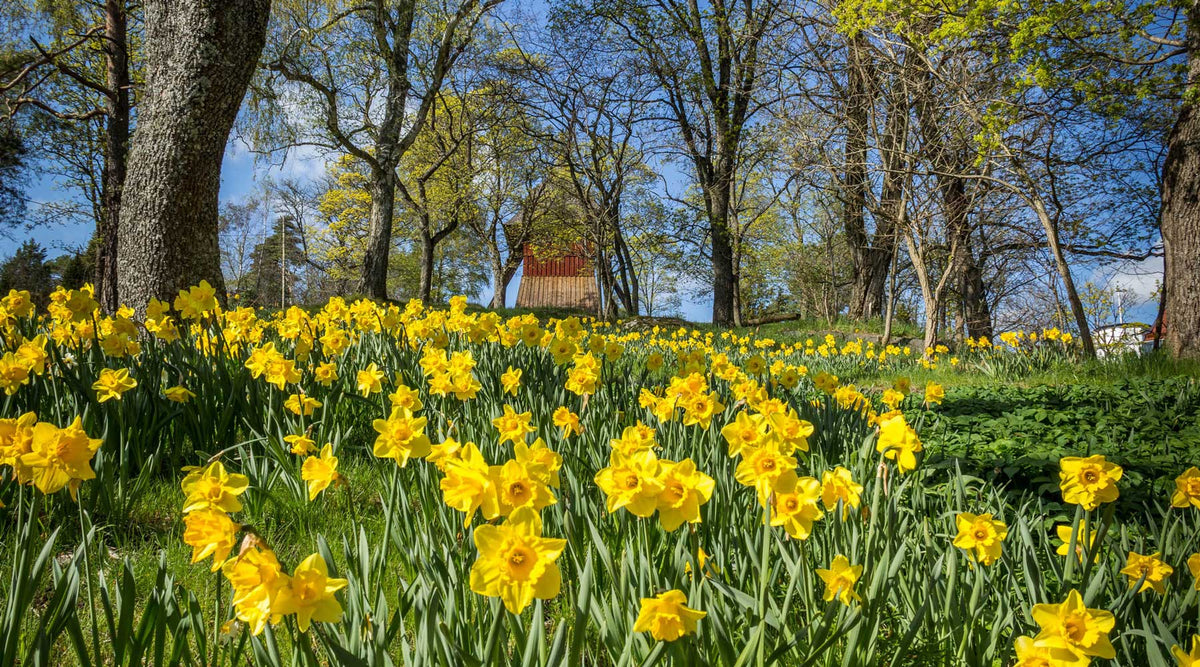 How To Naturalize Daffodils & Best Bulbs That Multiply and Spread ...