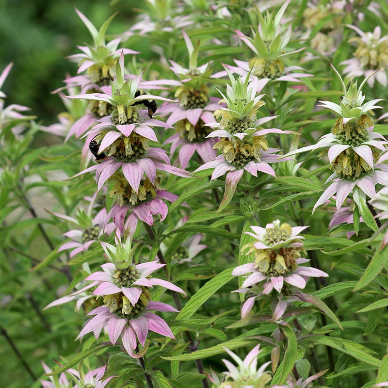 Spotted Bee Balm, Monarda punctata | American Meadows