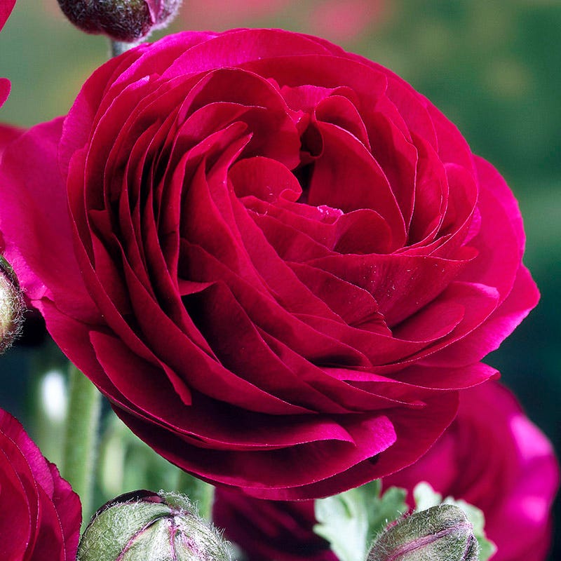 Tecolote Merlot Ranunculus, Persian Buttercup | American Meadows