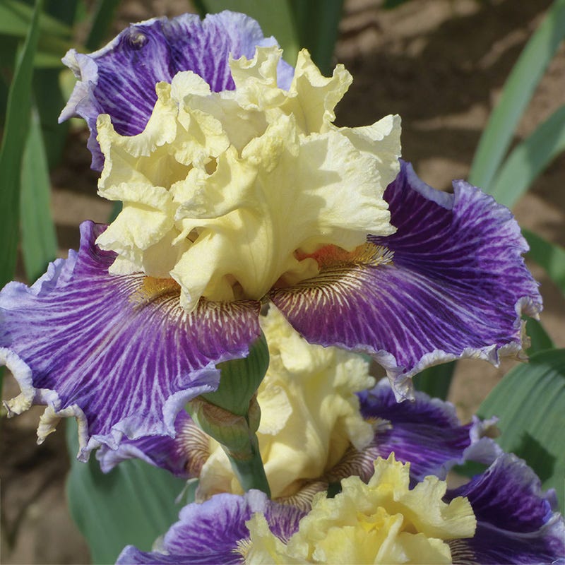 To Wander Bearded Iris | Sculptural, Deer-Resistant
