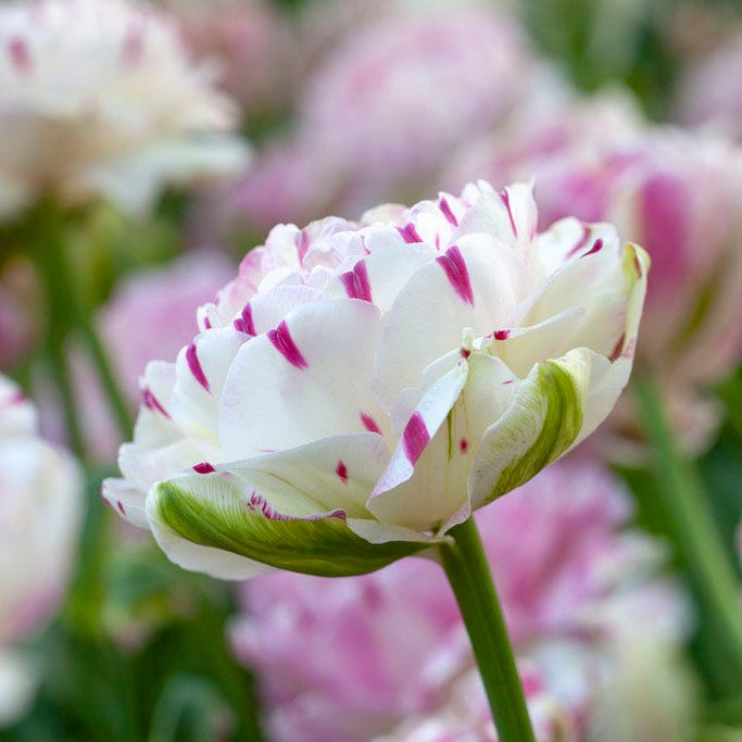 Danceline Double Late Tulip, Tulipa Danceline | American Meadows