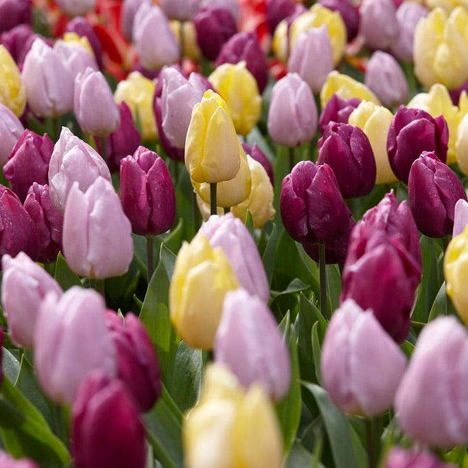 Single Early Tulip Mix | American Meadows