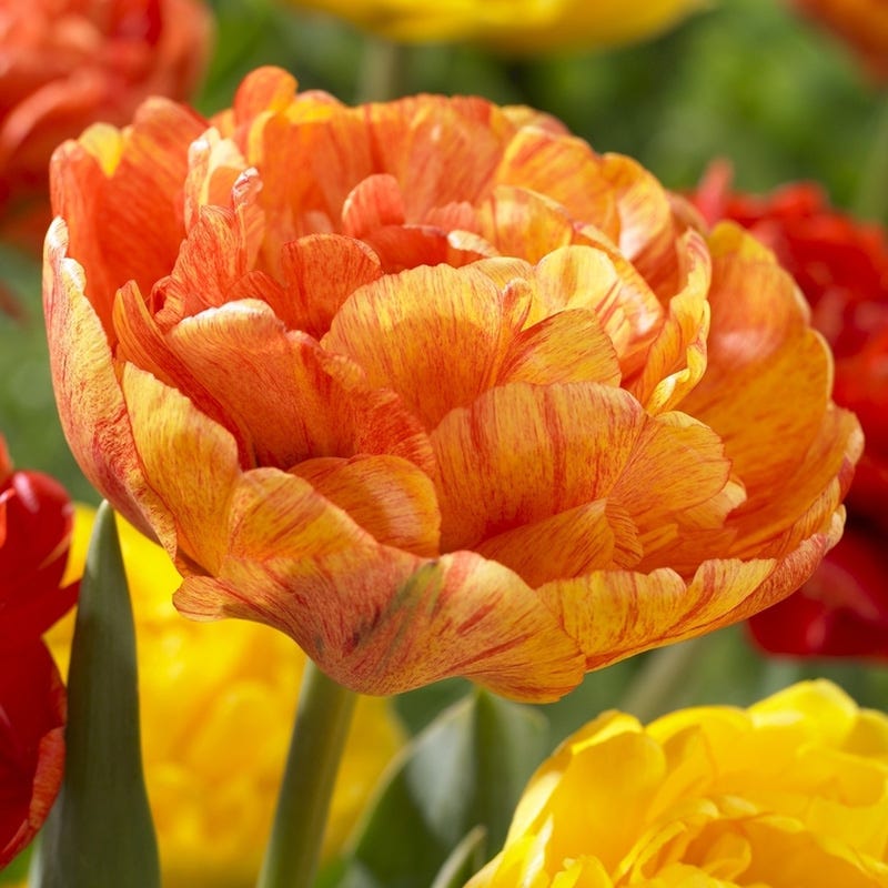 Sunlover Double Late Tulip, Tulipa Sunlover | American Meadows