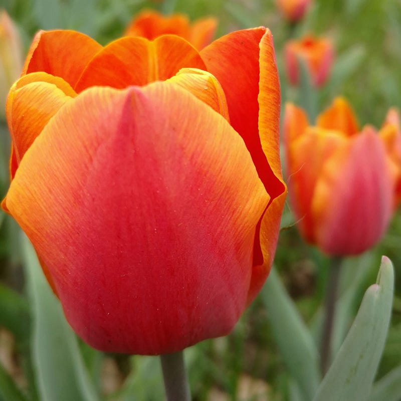 Jimmy Triumph Tulip | American Meadows