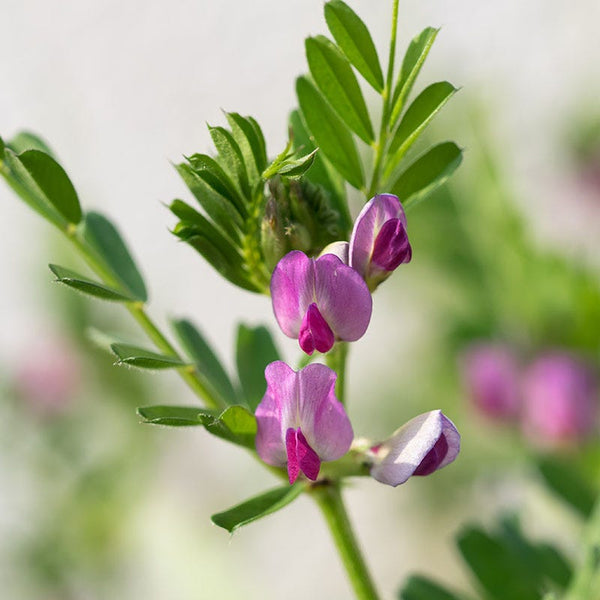 Common Vetch Seeds, Vicia sativa | American Meadows