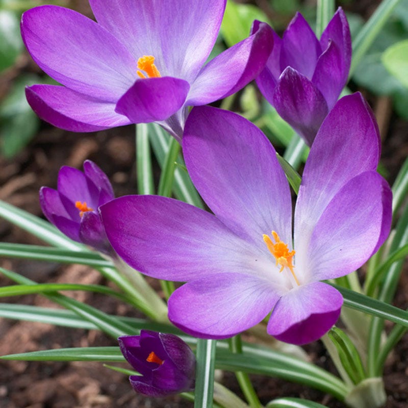 Ruby Giant Snow Crocus, Wild Crocus | American Meadows