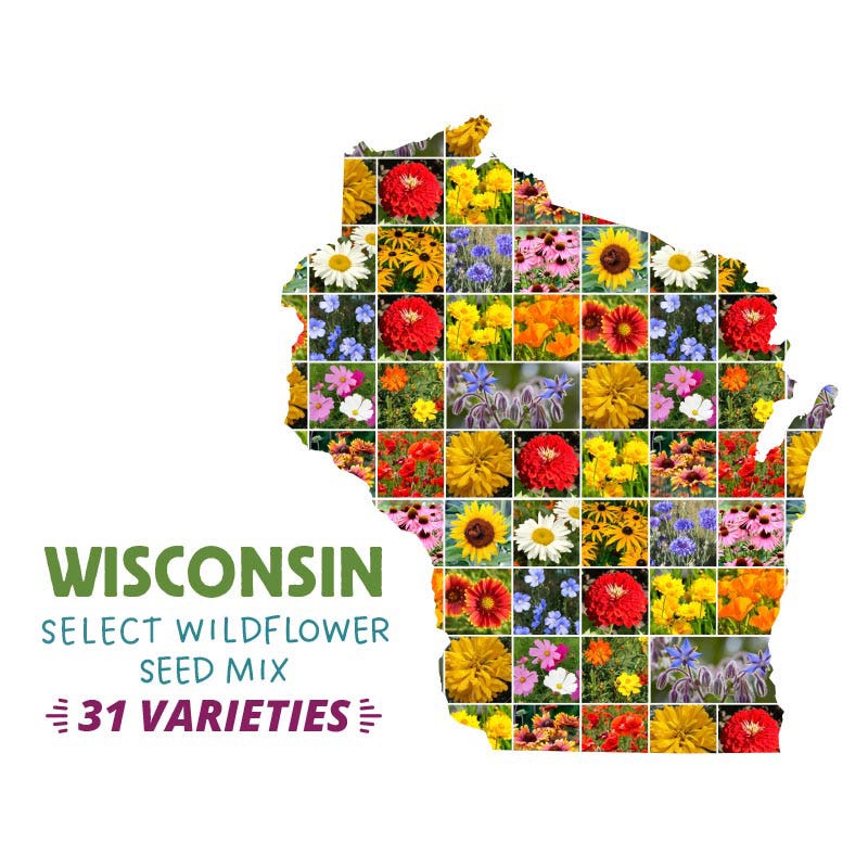 Wisconsin Wildflower Seed Mix | 32 Hardy Wildflowers