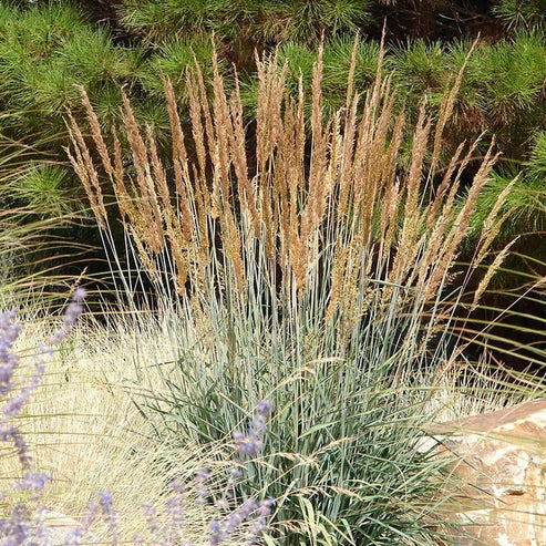 Yellow Prairie Grass, Sorghastrum nutans, Indiangrass | American Meadows
