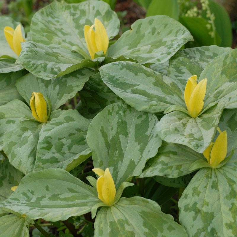 Yellow Trillium luteum, Wake Robin | American Meadows